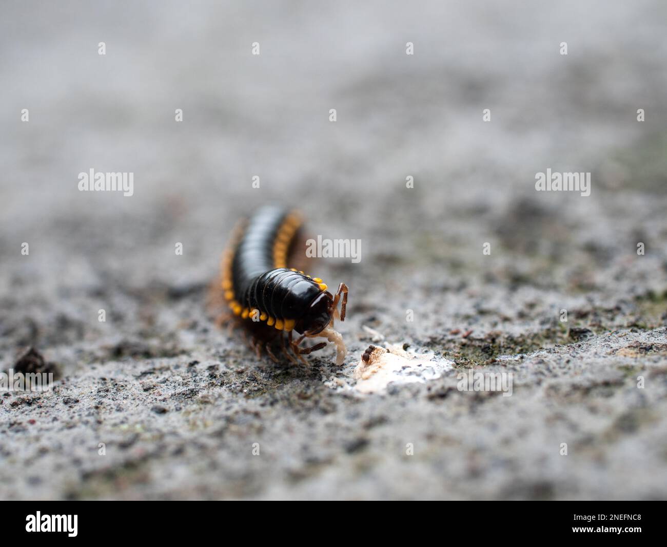 A yellow and black centipede chew on chewing gum from the floor Stock ...