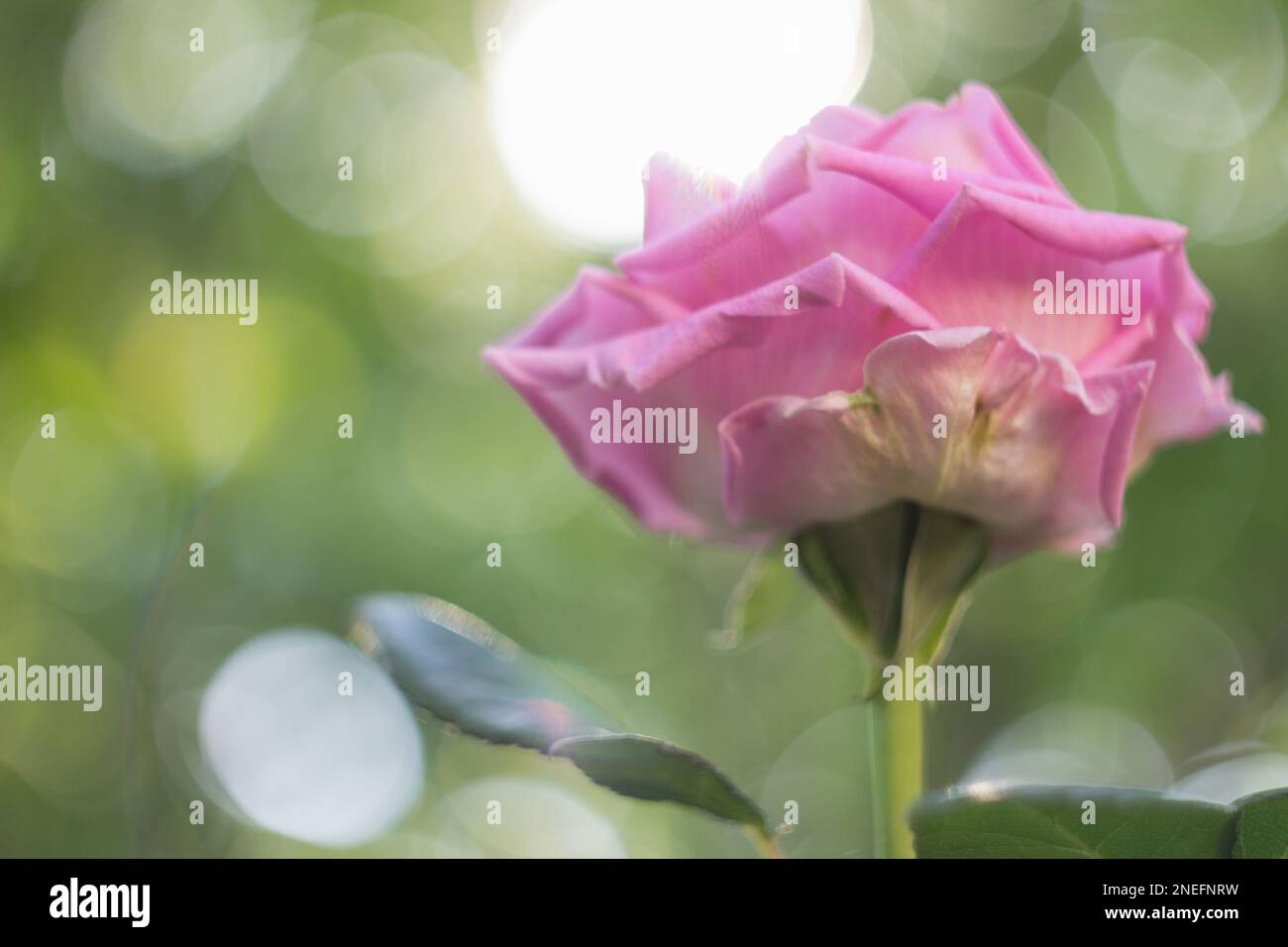 A beautiful light pink rose in a garden Stock Photo - Alamy