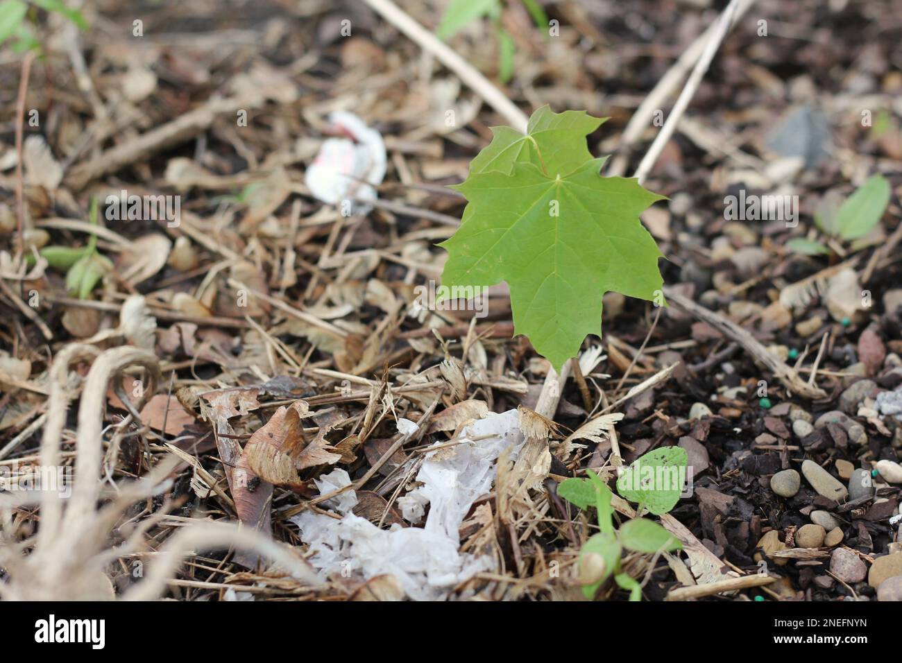 Young bush maple leaf tree hi-res stock photography and images - Alamy