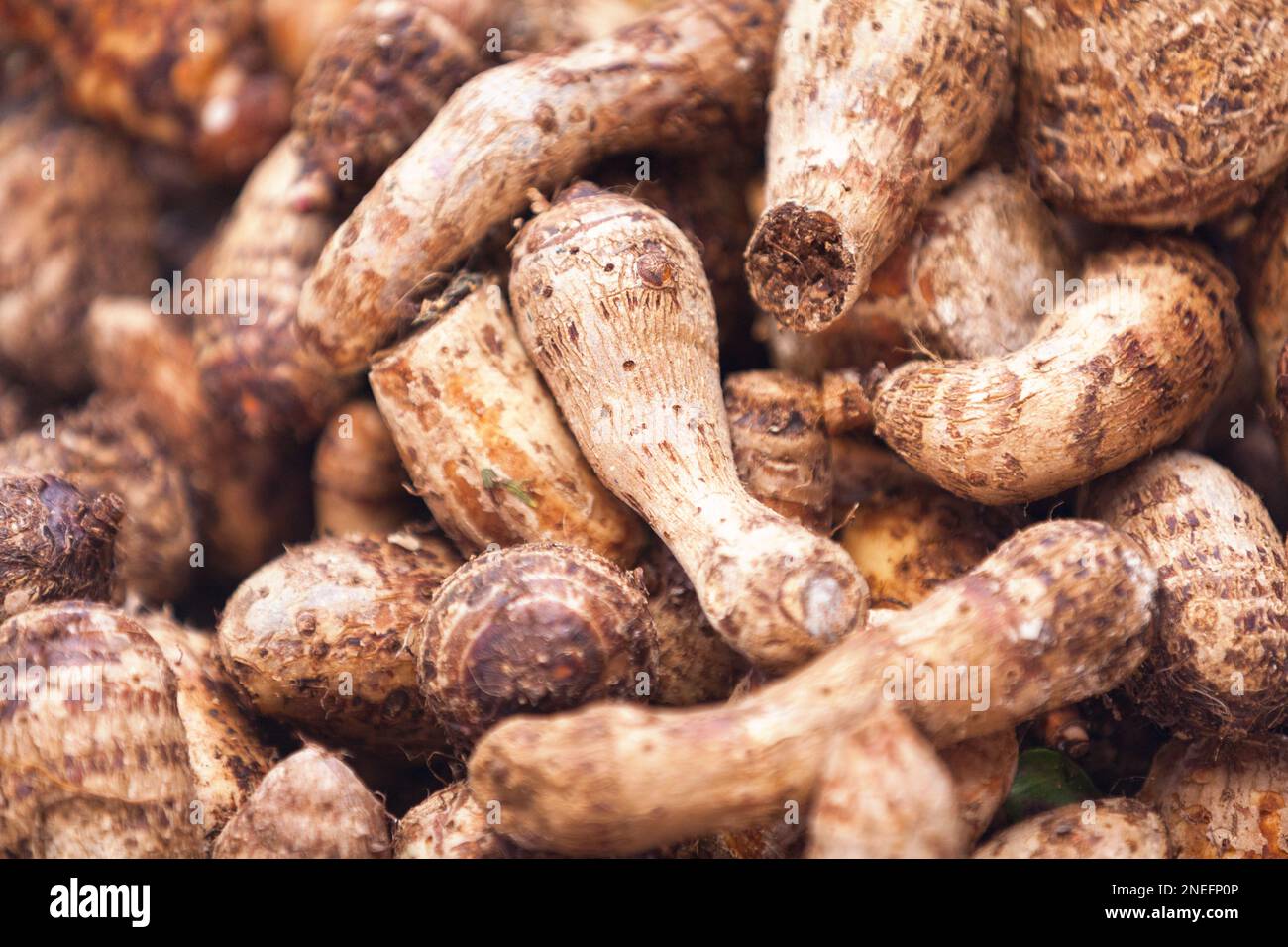 Full frame close-up on a stack of taro on a market stall Stock Photo ...