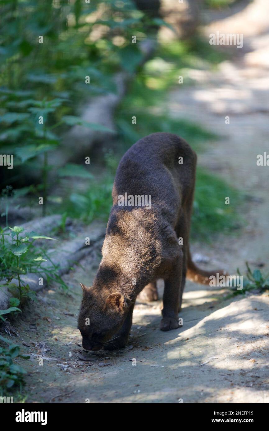The jaguarundi (Herpailurus yagouaroundi) is a wild cat native to the ...