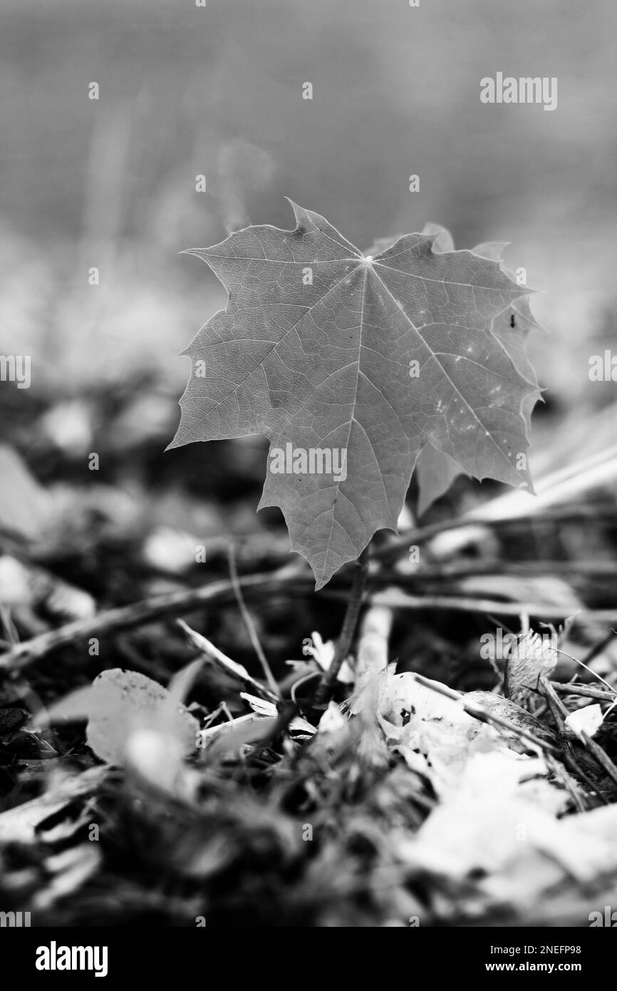 A young sapling maple tree growing in the meadow in a black and white ...