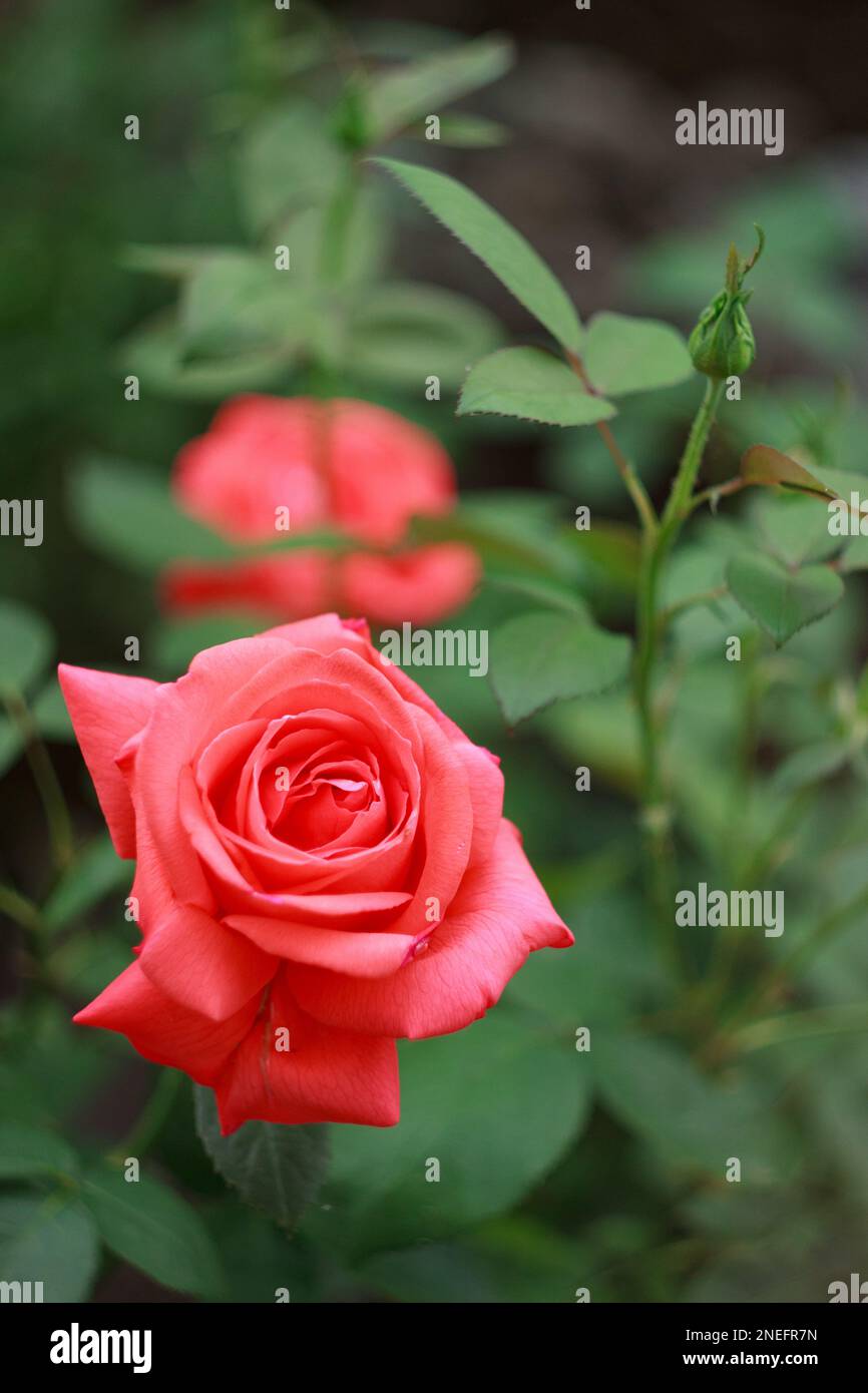 A beautiful salmon rose in a garden Stock Photo - Alamy