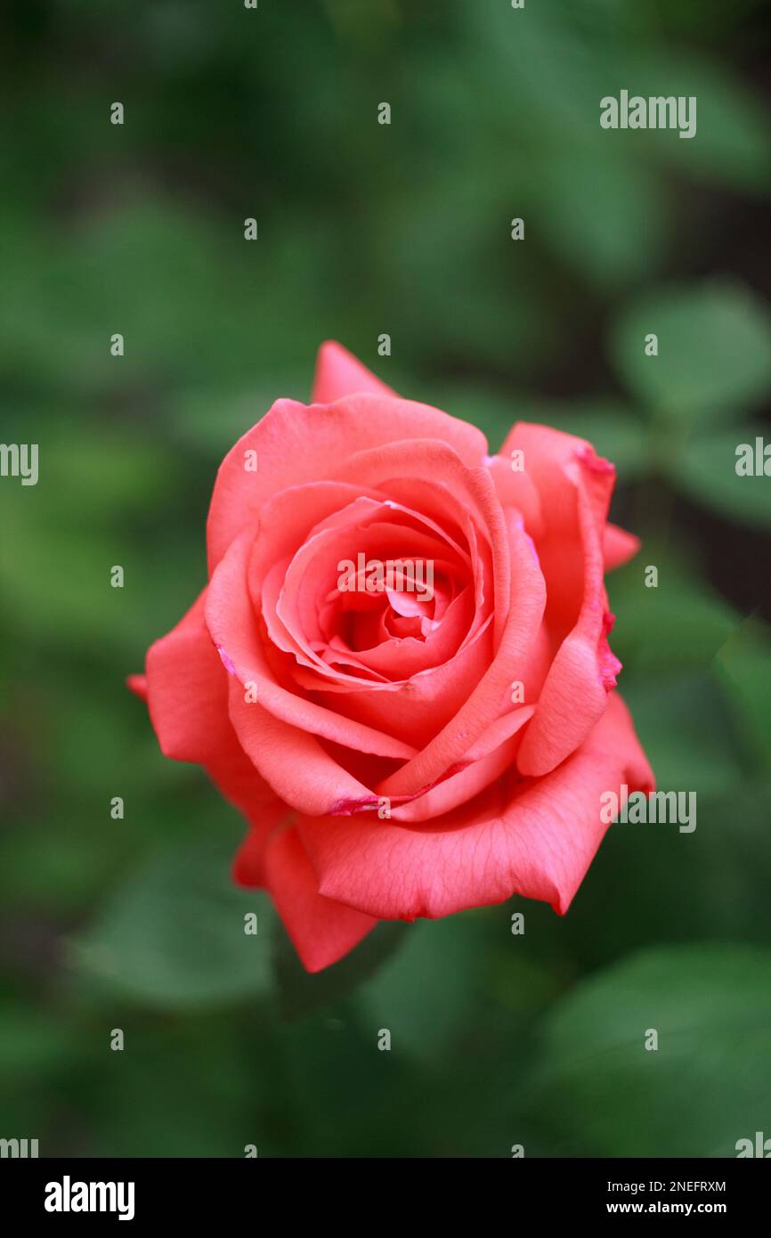 Salmon color rose hi-res stock photography and images - Alamy