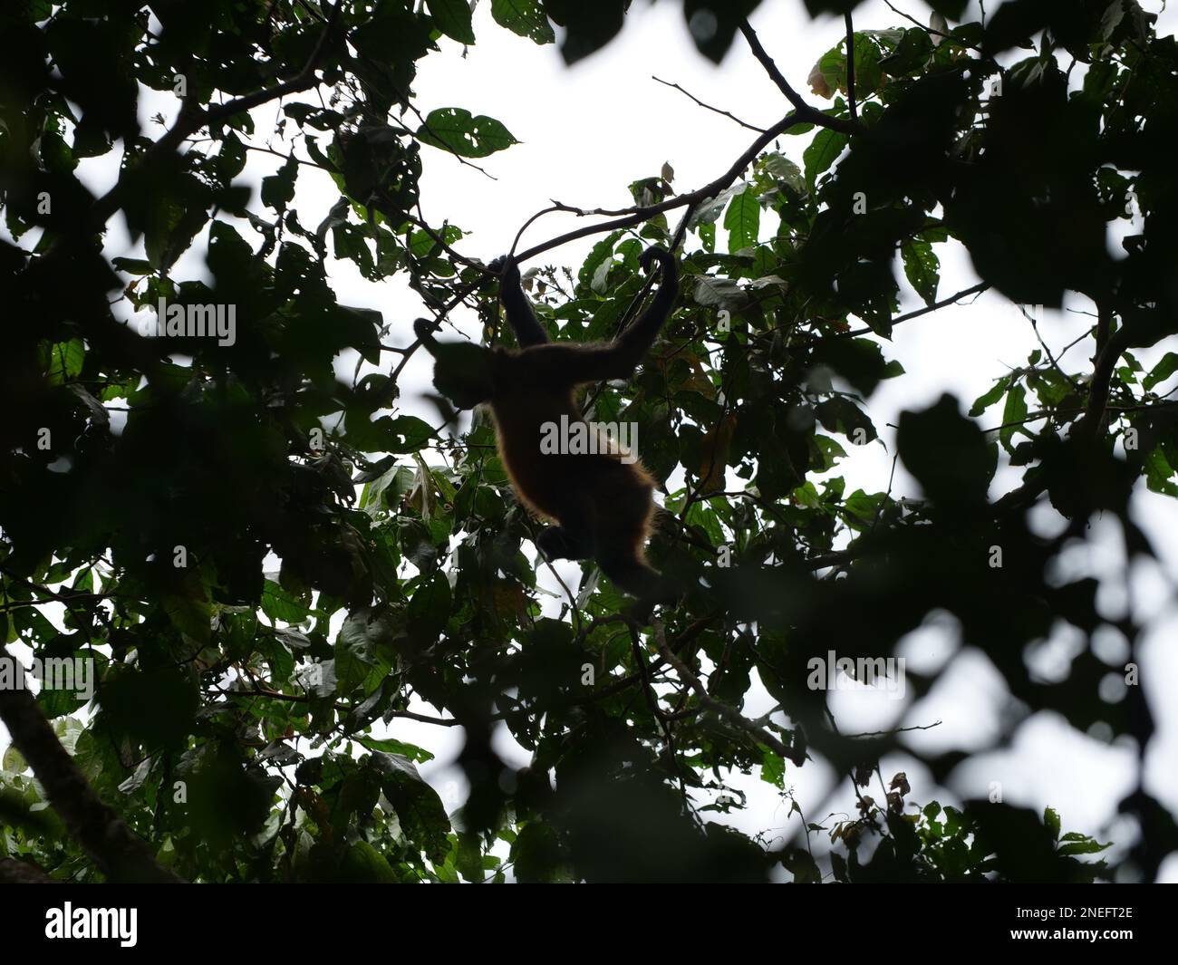 Monkey swinging tree hi-res stock photography and images - Alamy