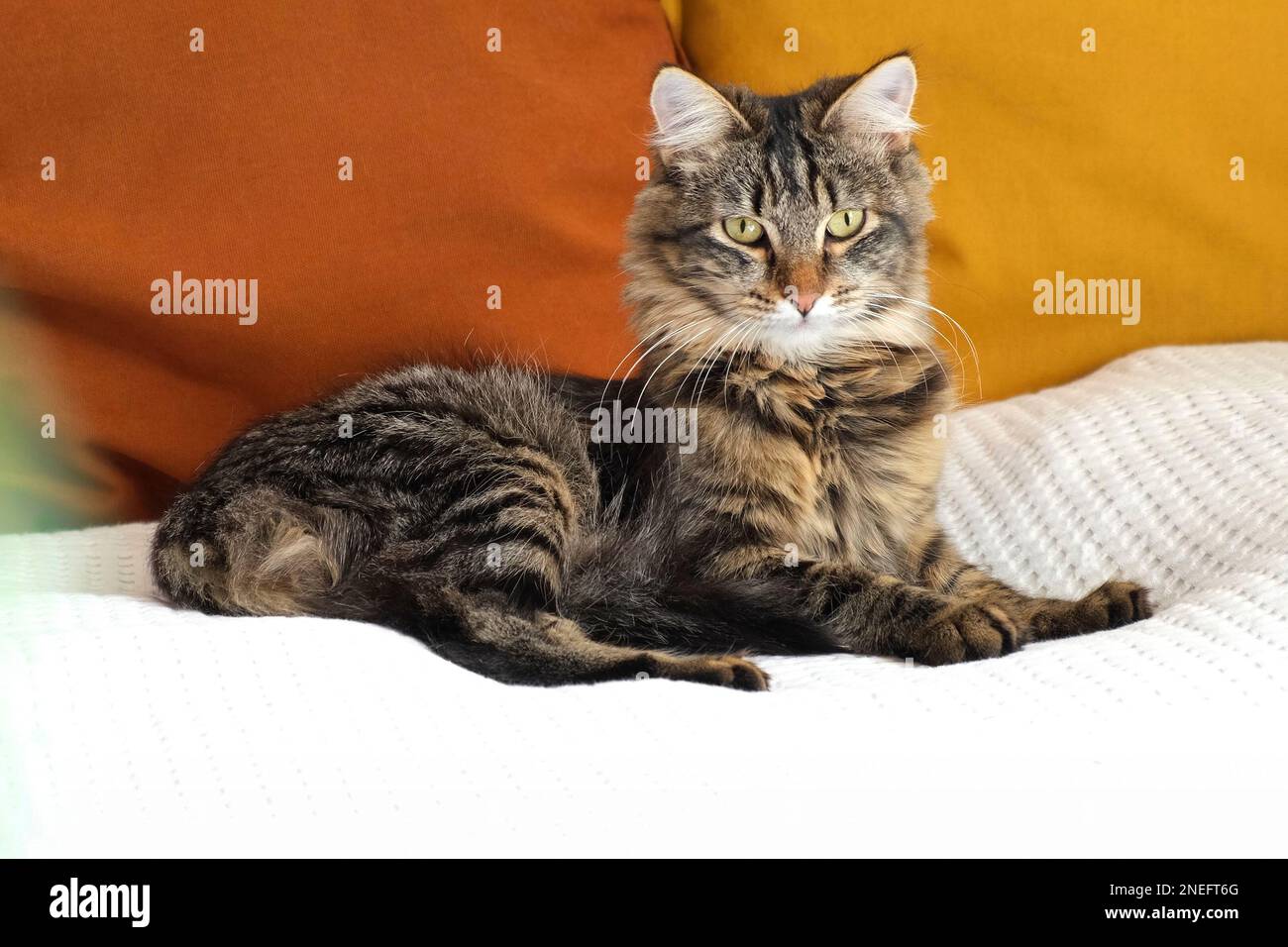 Surprised cat look around hi-res stock photography and images - Alamy