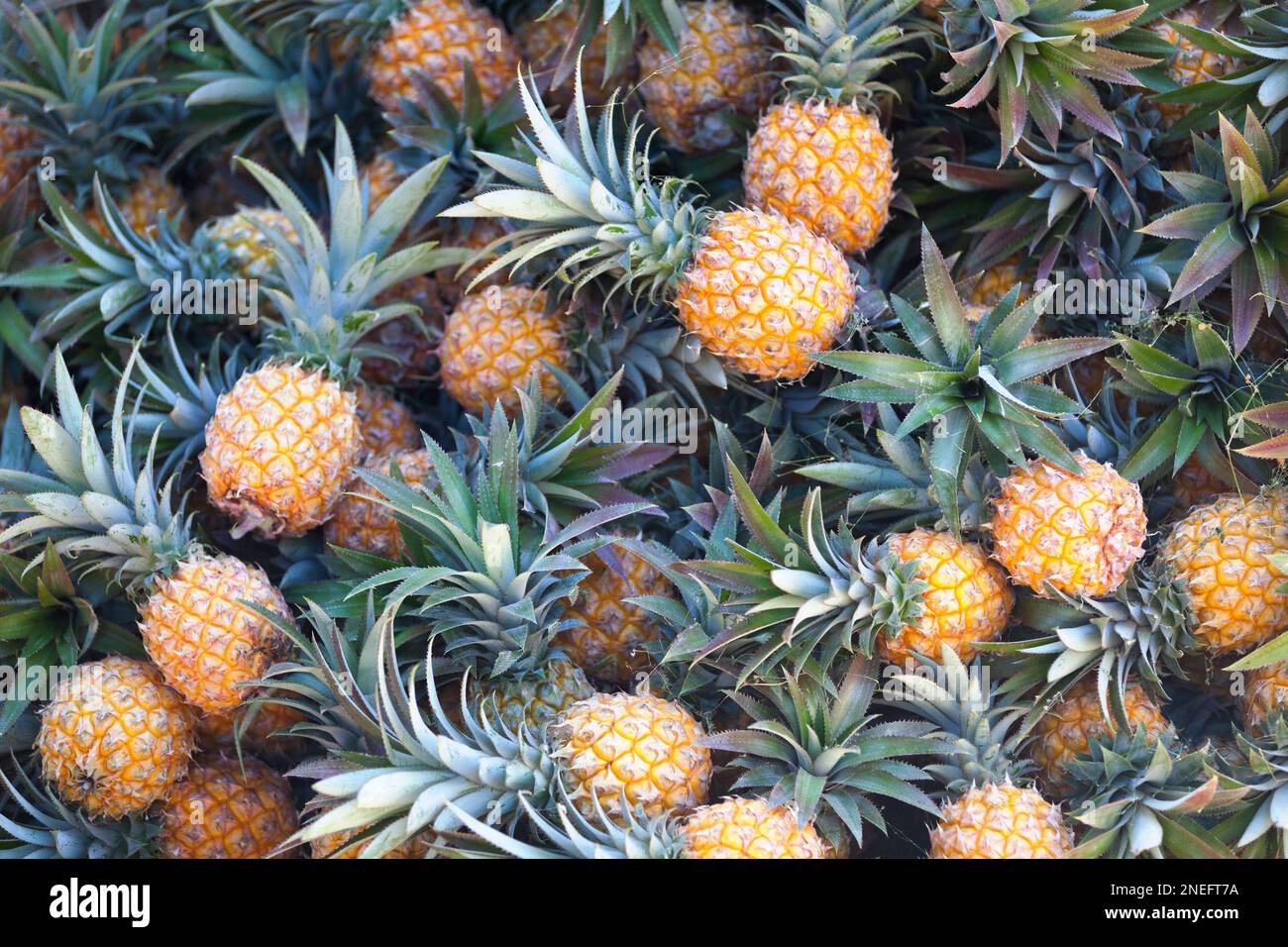Close-up on a stack of pineapples (Ananas Victoria) for sale on a ...