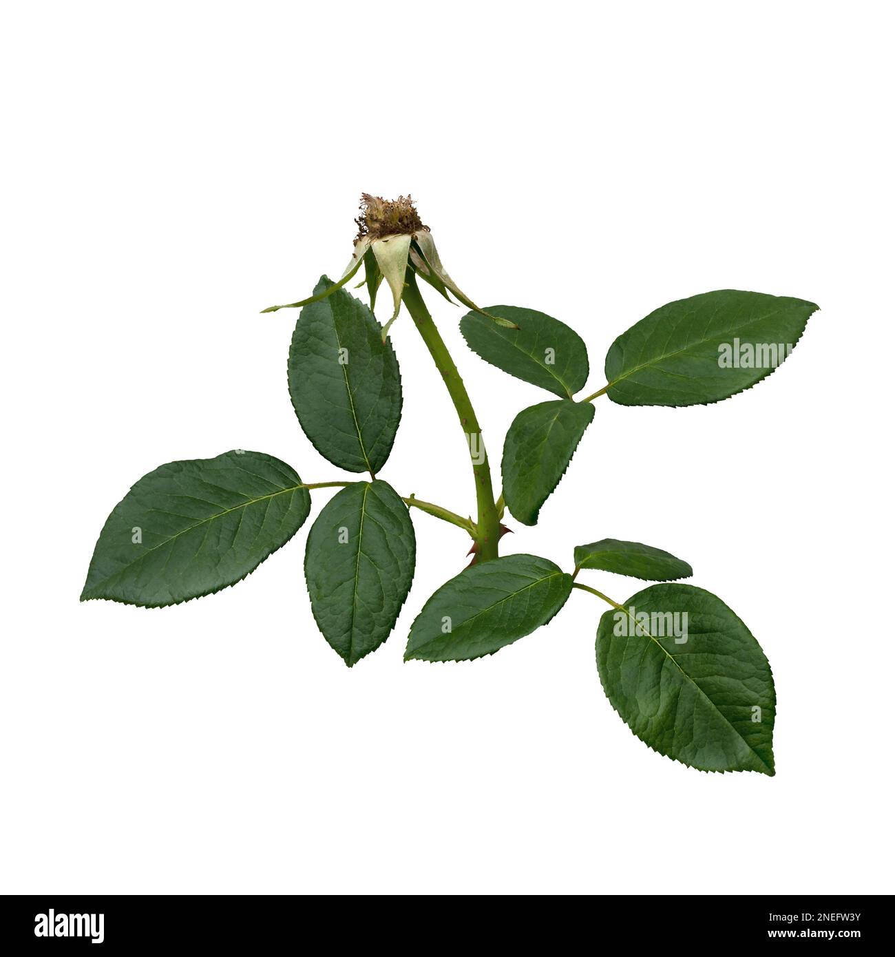 Green rose leaves isolated on white background. Detail for creating a ...