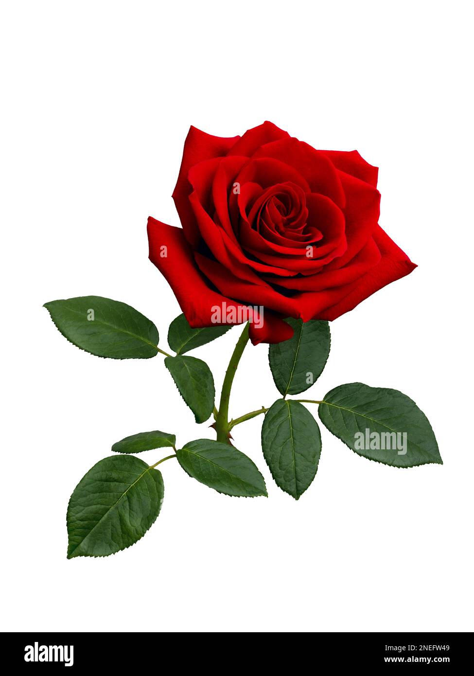 Bright red rose with green leaves isolated on white background Stock ...