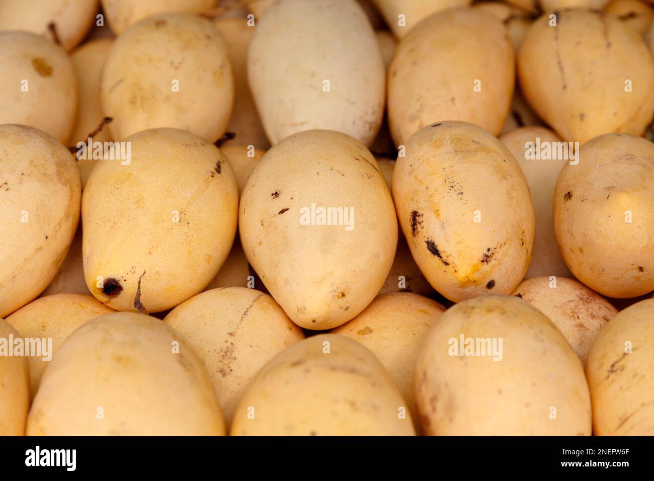 Close-up on a stack of honey mangoes for sale on a market stall Stock ...