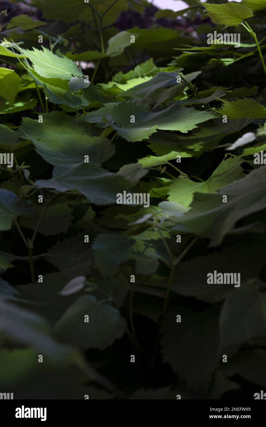 Natural background - green leaves with seeping soft yellow sun rays ...