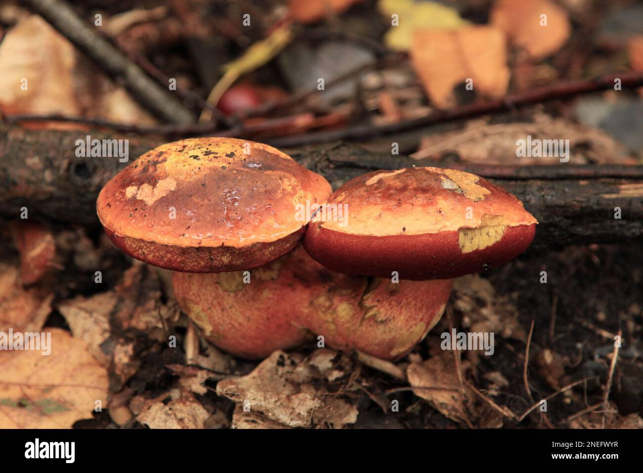 Close-up on a Neoboletus praestigator growing in the woods Stock Photo ...