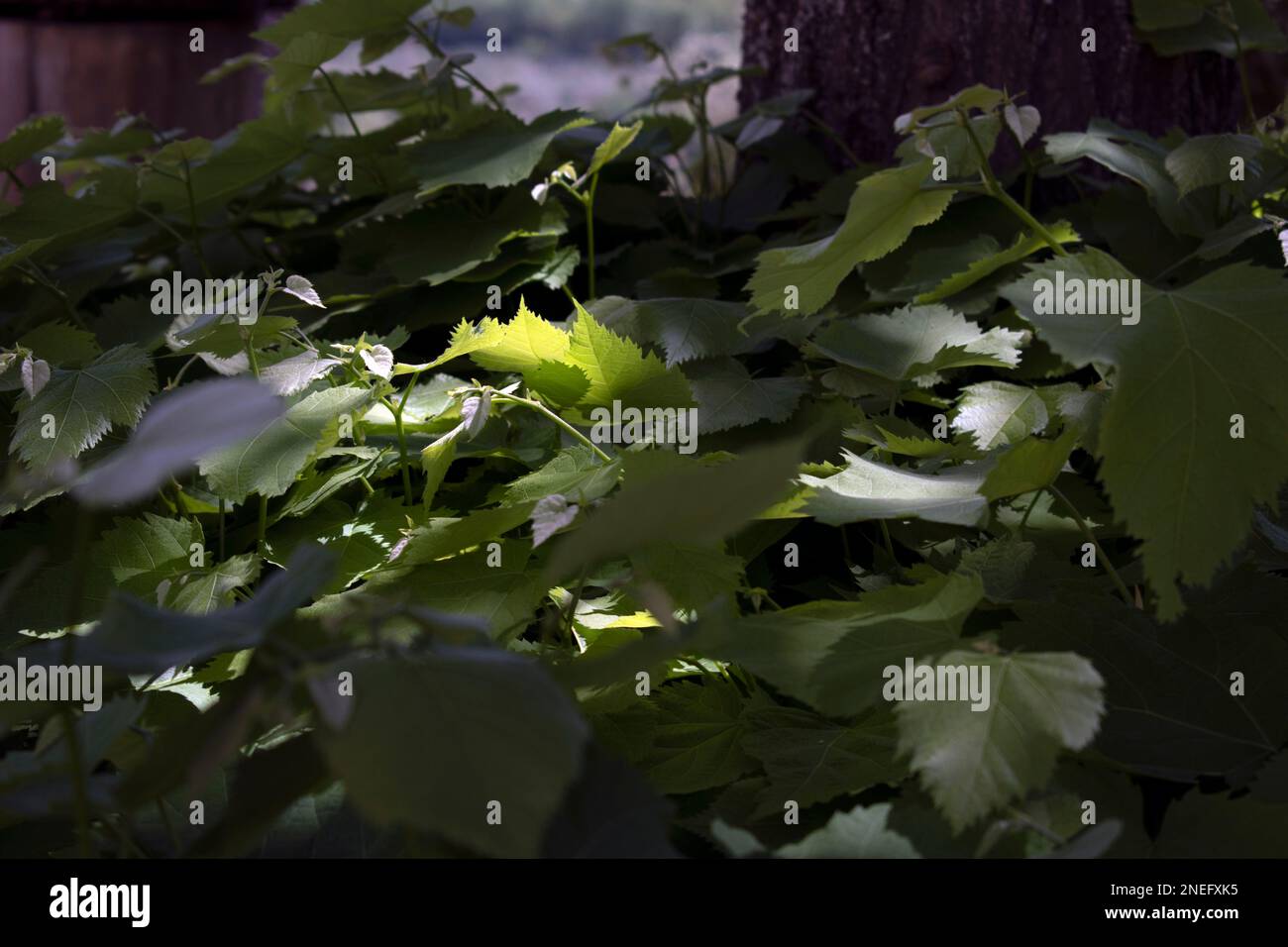 Natural background - green leaves with seeping soft yellow sun rays ...