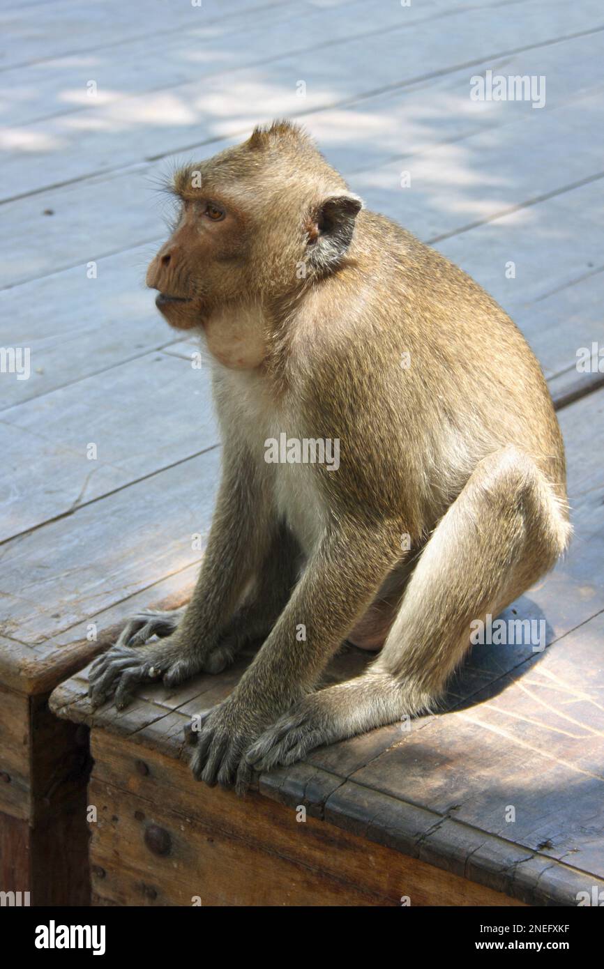 Monkey is waiting for food hi-res stock photography and images - Alamy