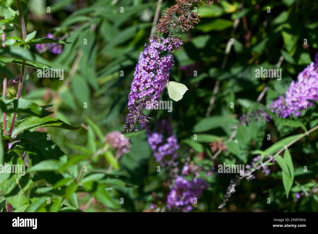 A common brimstone (Gonepteryx rhamni) on the flower of a butterfly ...