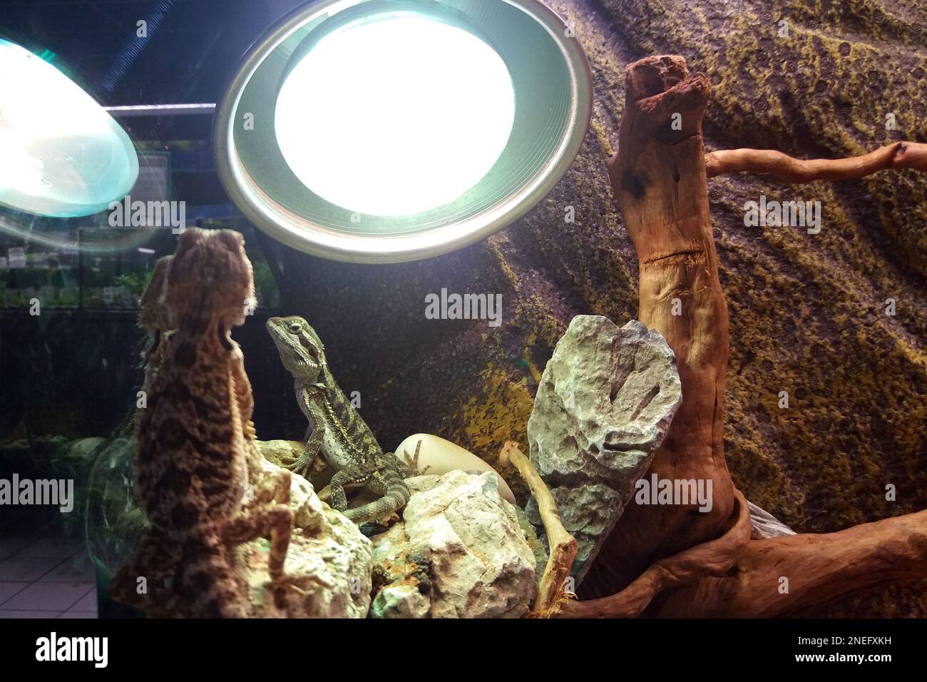 Horizontal terrarium hi-res stock photography and images - Alamy
