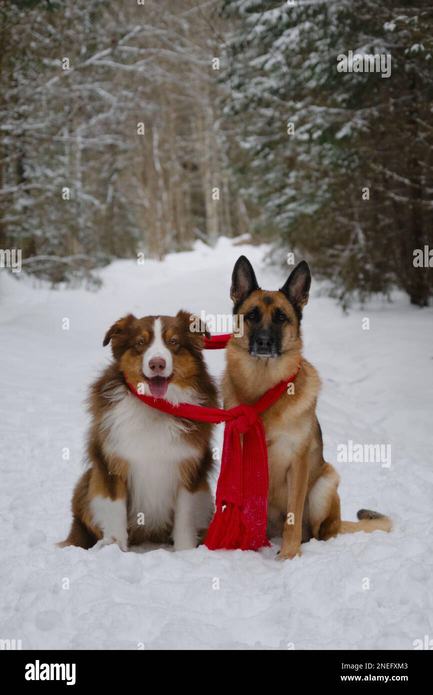 Concept pets look like people. Two dogs wrapped in warm red knitted ...
