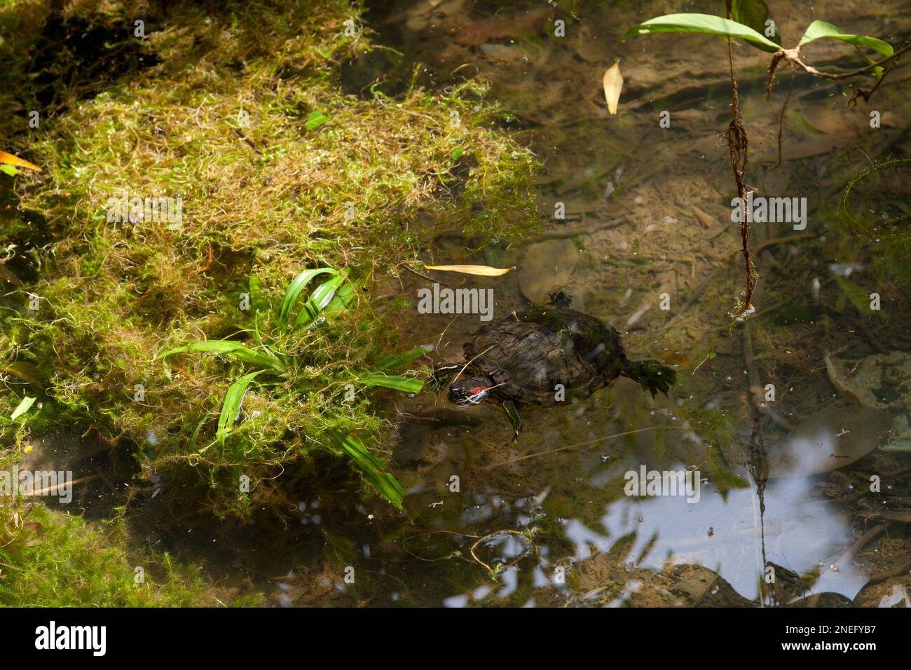 The red-eared slider (Trachemys scripta elegans), also known as the red ...