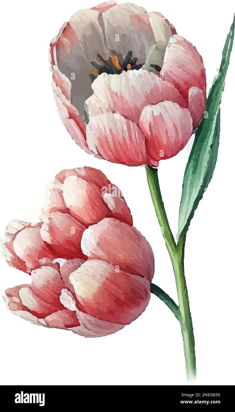Vector Watercolor Spring red Tulips illustration set Stock Vector Image ...