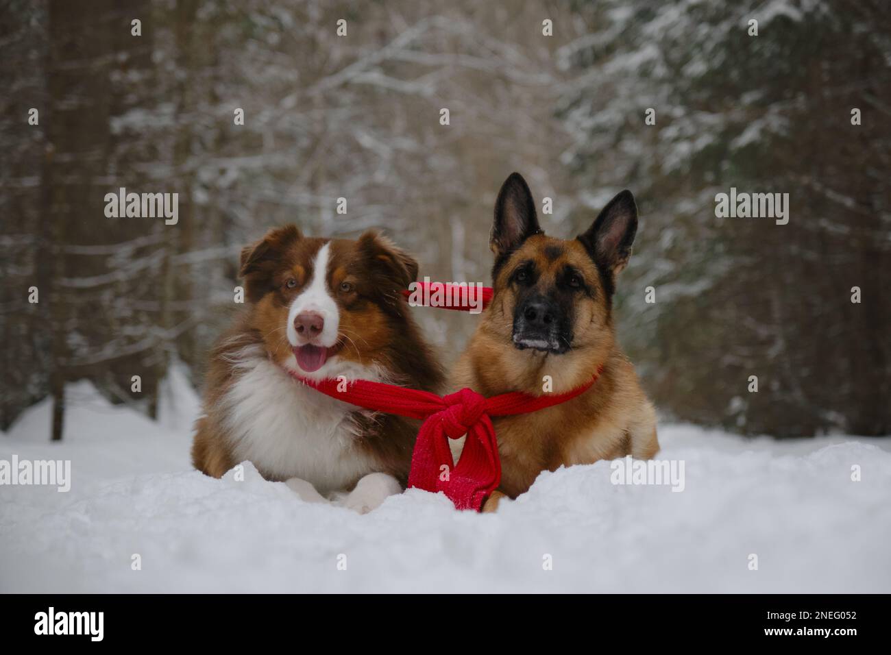 Concept pets look like people. Two dogs wrapped in warm red knitted ...