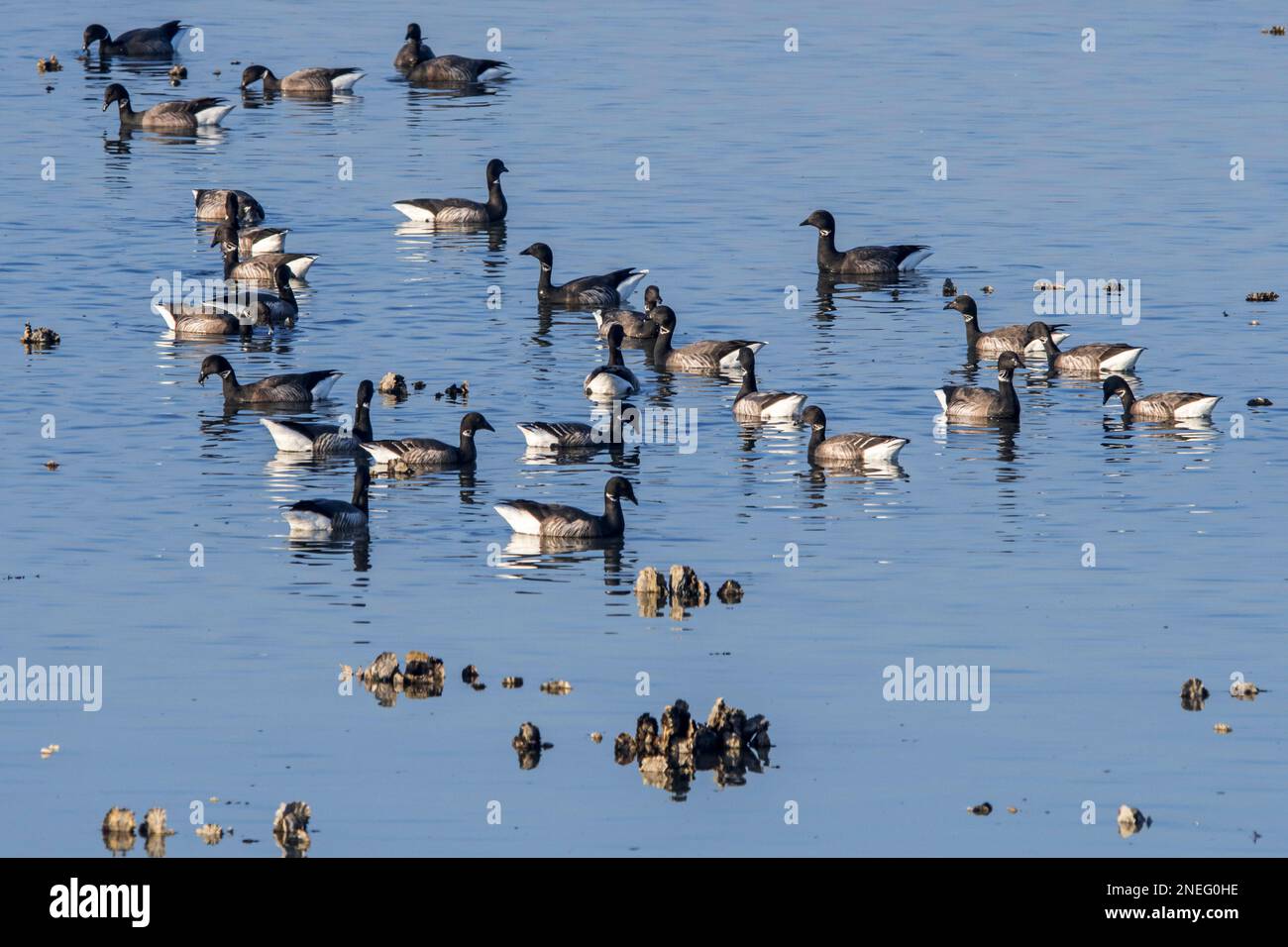 Brant goose flock / group of brent geese (Branta bernicla) foraging at ...
