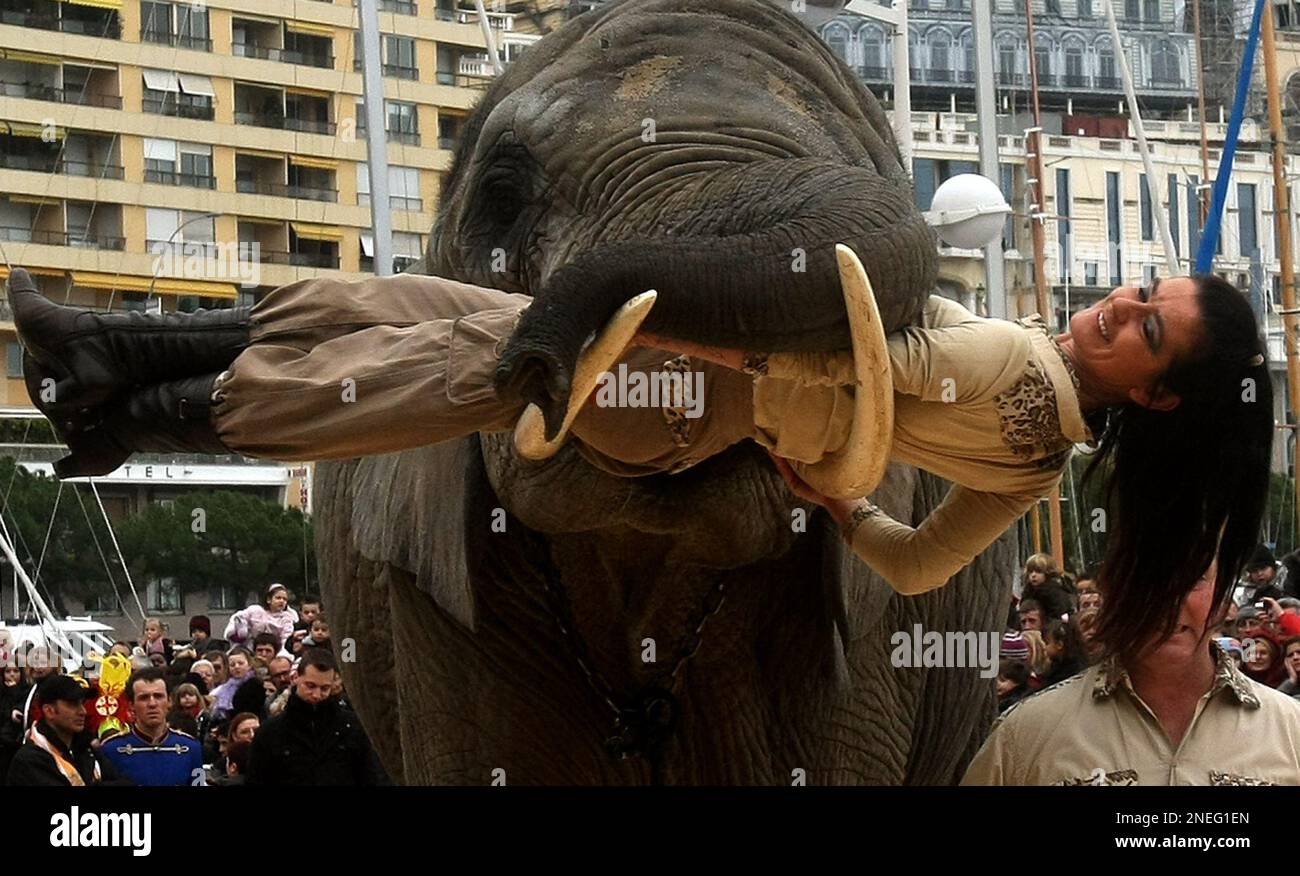 An African Elephant of the German trainer Sonni Frankello parades along ...