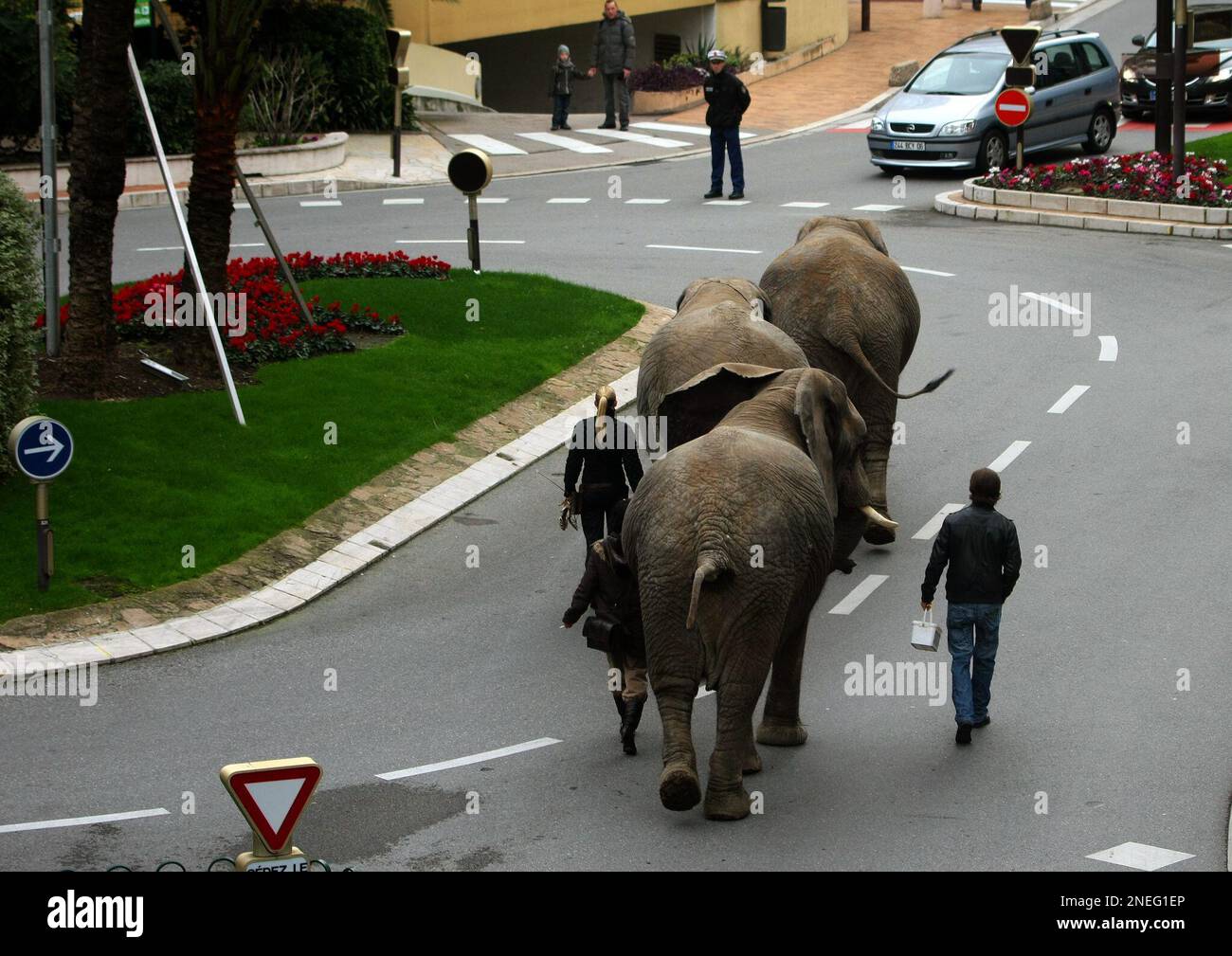 African Elephants of the German trainer Sonni Frankello parade in the ...