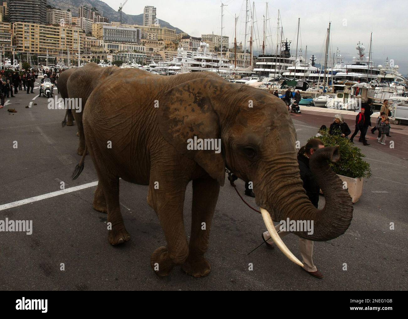 African Elephants of the German trainer Sonni Frankello parade at the ...