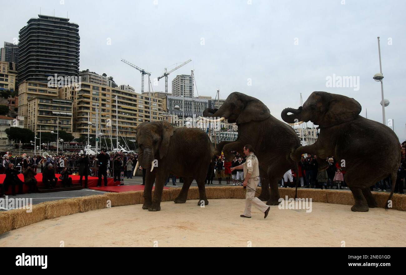 African Elephants of the German trainer Sonni Frankello parade at the ...