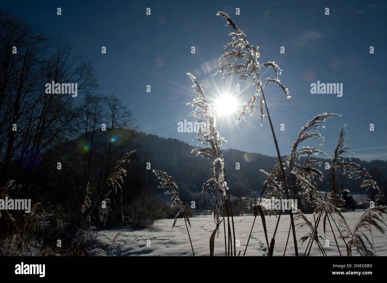 The winter sun shines through reeS at Lake Schwarzsee in Kitzbuehel ...