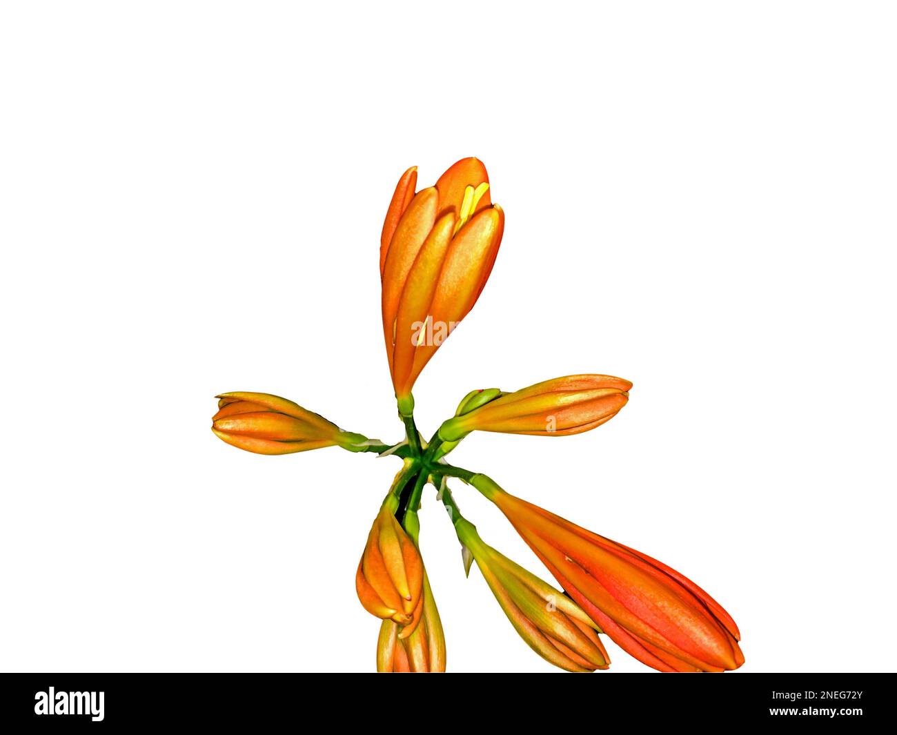 Clivia miniata flower Cut Out Stock Images & Pictures - Alamy