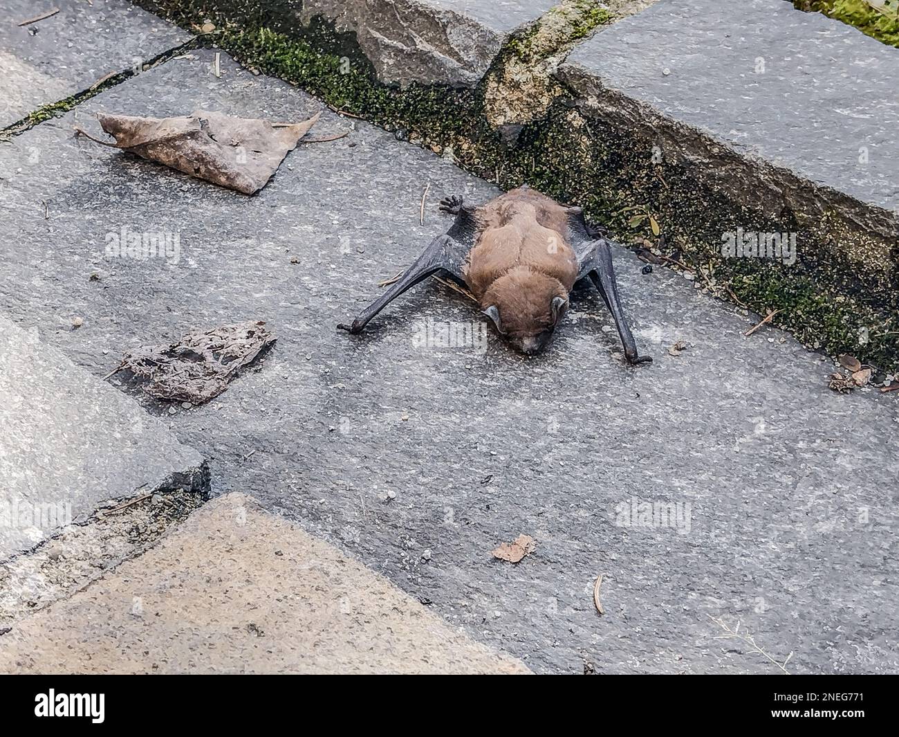bat on a sidewalk during the day - in Romania Stock Photo - Alamy