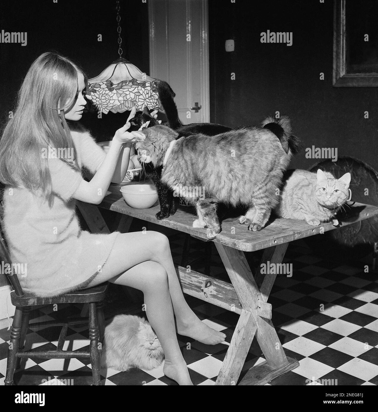 Fashion model Celia Hammond, pictured with her pet cats on Jan. 30 ...