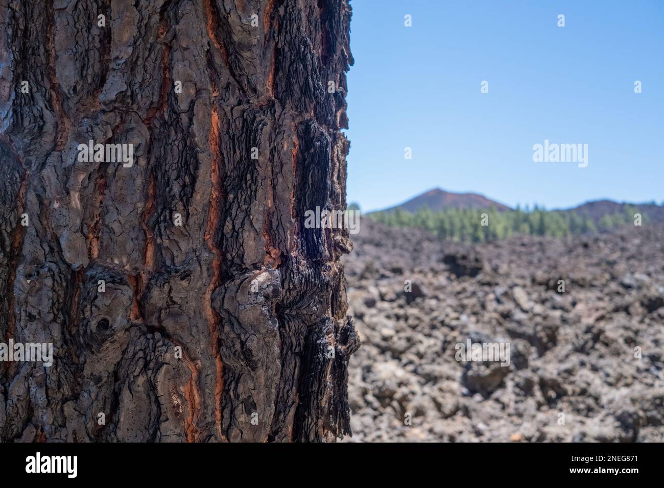 Burned tree bark after vulcanic eruption Stock Photo - Alamy
