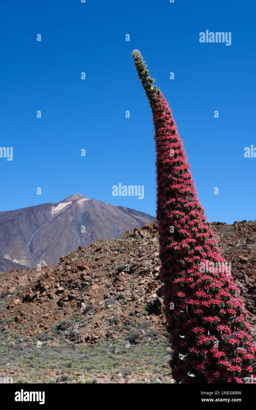 National flower of canary islands with Teide in the background Stock ...