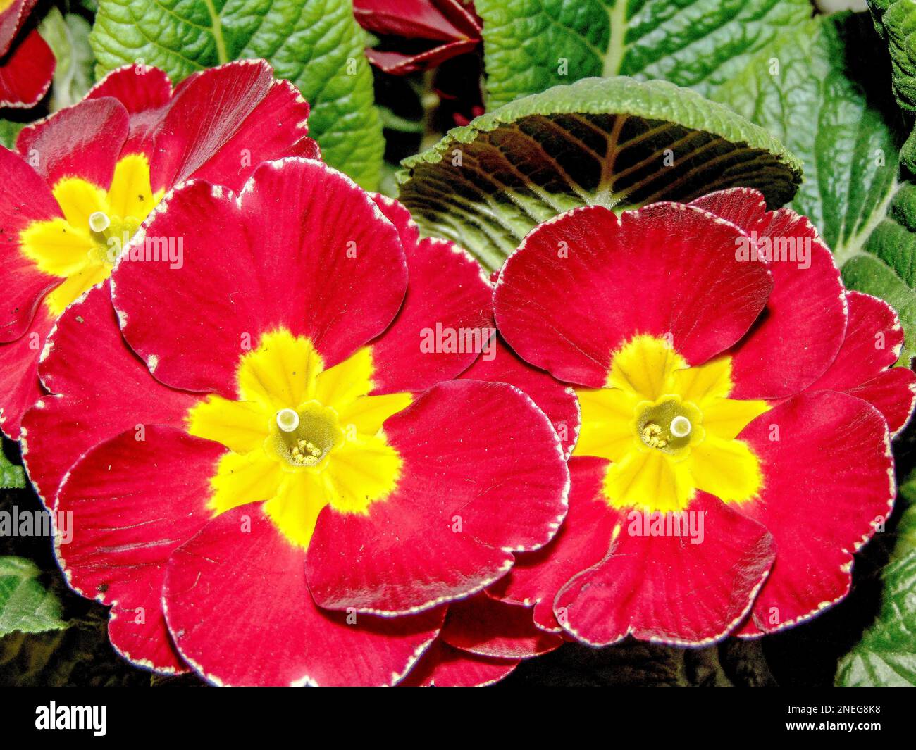 Primrose flower in a pot - nature Stock Photo - Alamy