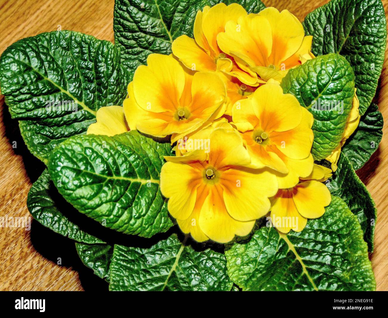 yellow Primrose flower in a pot Stock Photo - Alamy