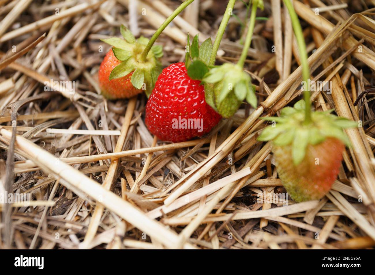 Strawberry is growing in the garden Stock Photo - Alamy