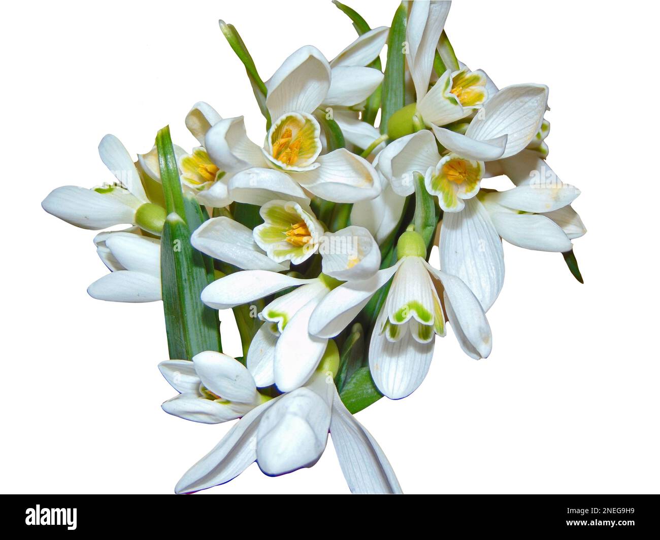 snowdrops flowers isolated on white Stock Photo - Alamy
