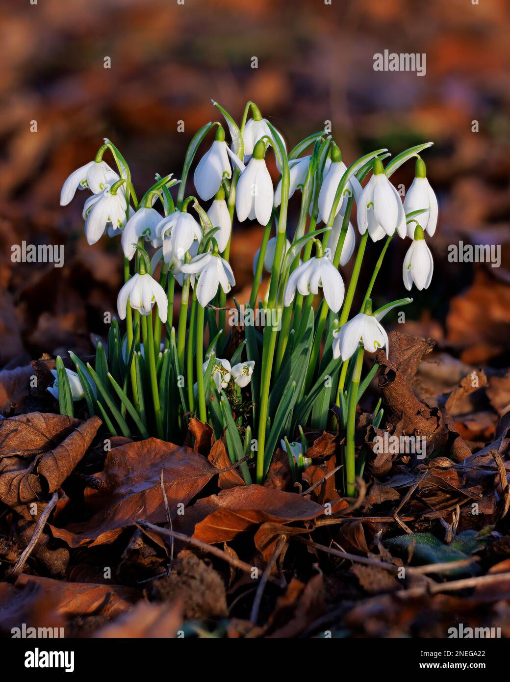 Common snowdrops (Galanthus nivalis) at Aberglasney Gardens Stock Photo ...