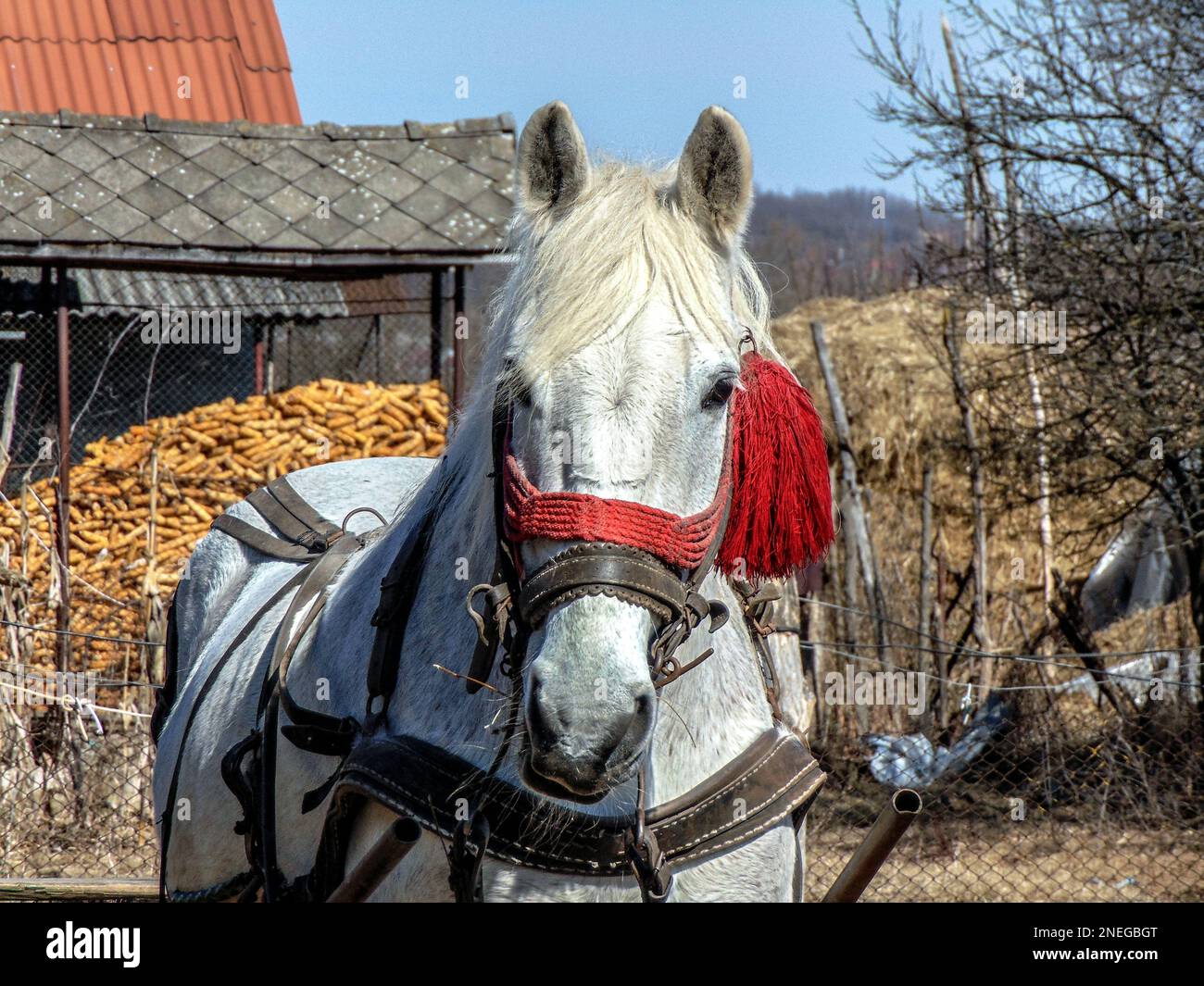 horse at farm in Romania - animals Stock Photo - Alamy