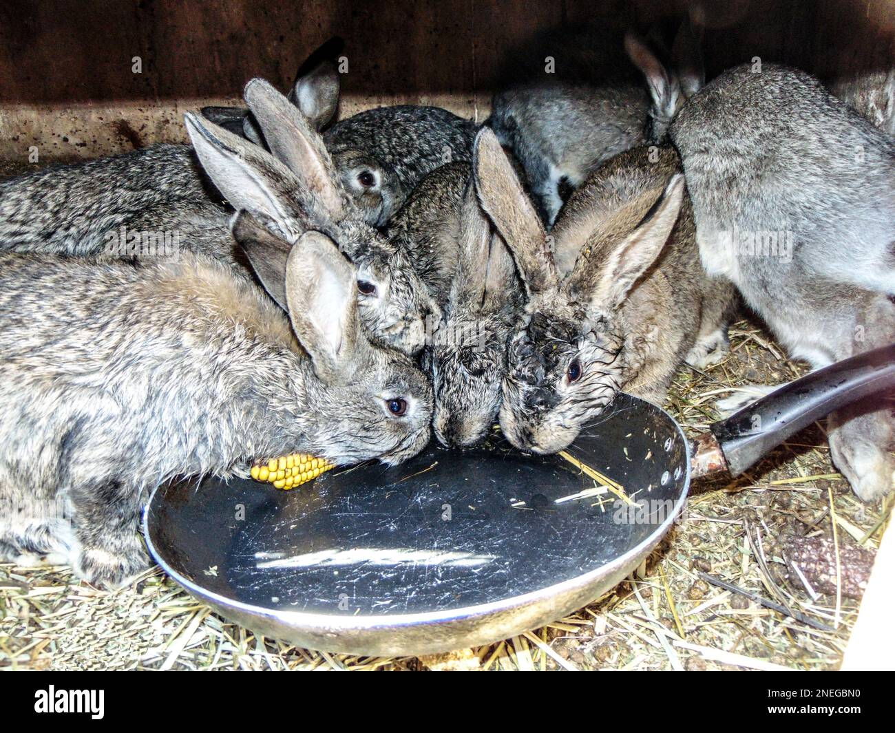 group of rabbits at farm in Romania Stock Photo - Alamy