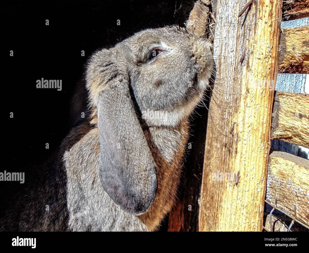 rabbit ar farm in Romania - animals Stock Photo - Alamy