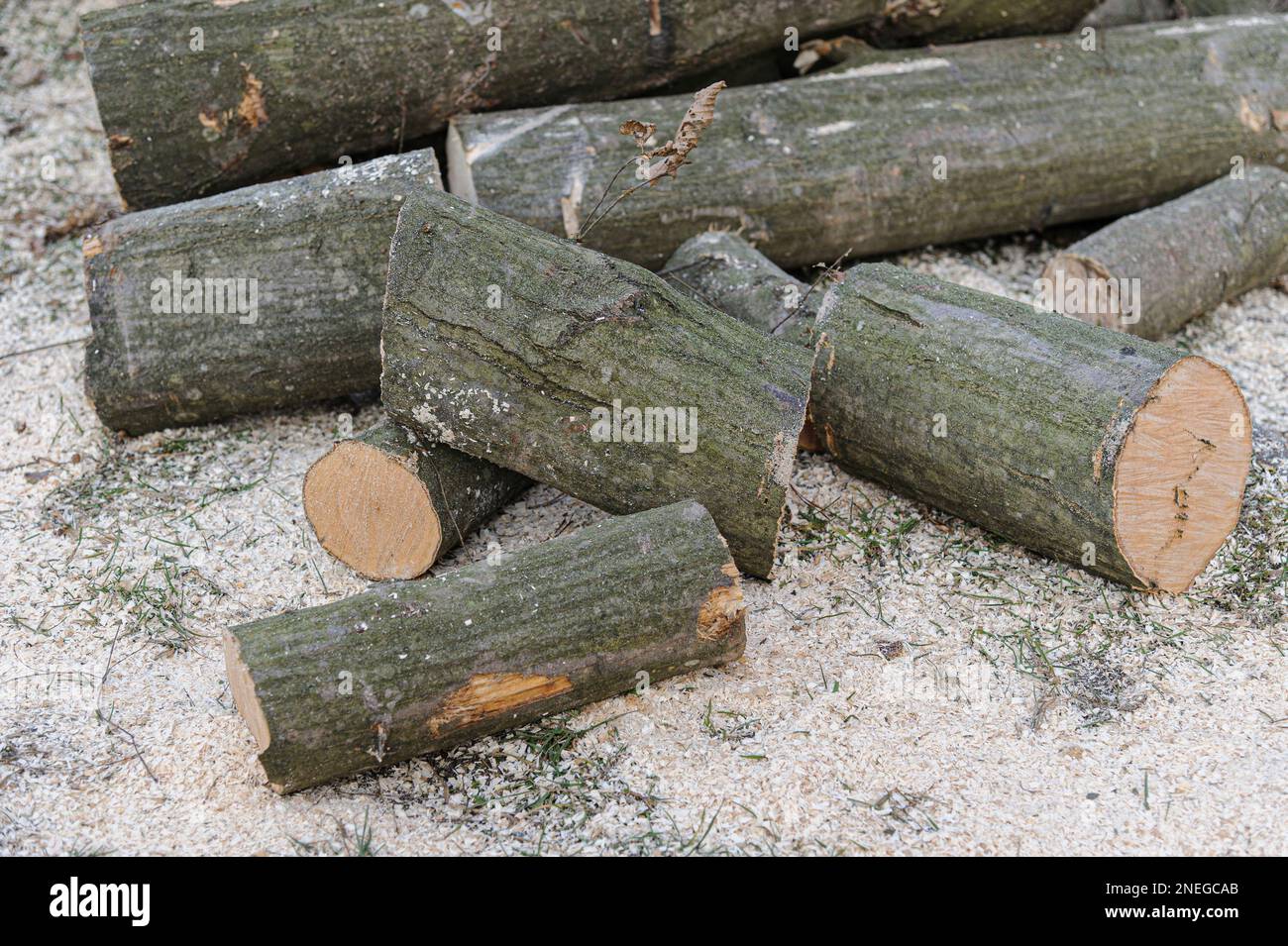 Lviv, Ukraine 16 february 2023. Logs of uncut wood is seen. People ...