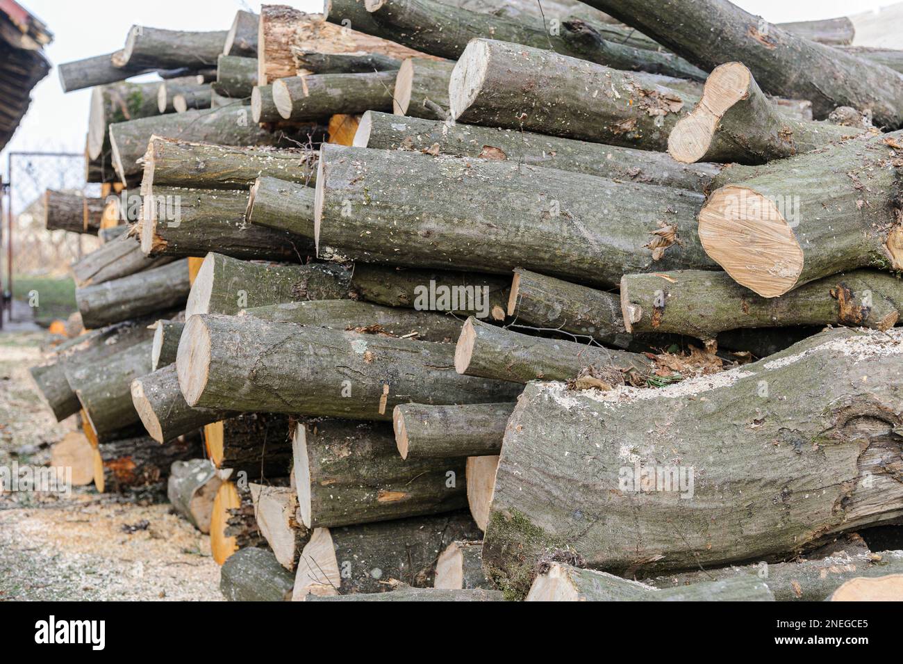 Lviv, Ukraine 16 february 2023. Logs of uncut wood is seen. People ...