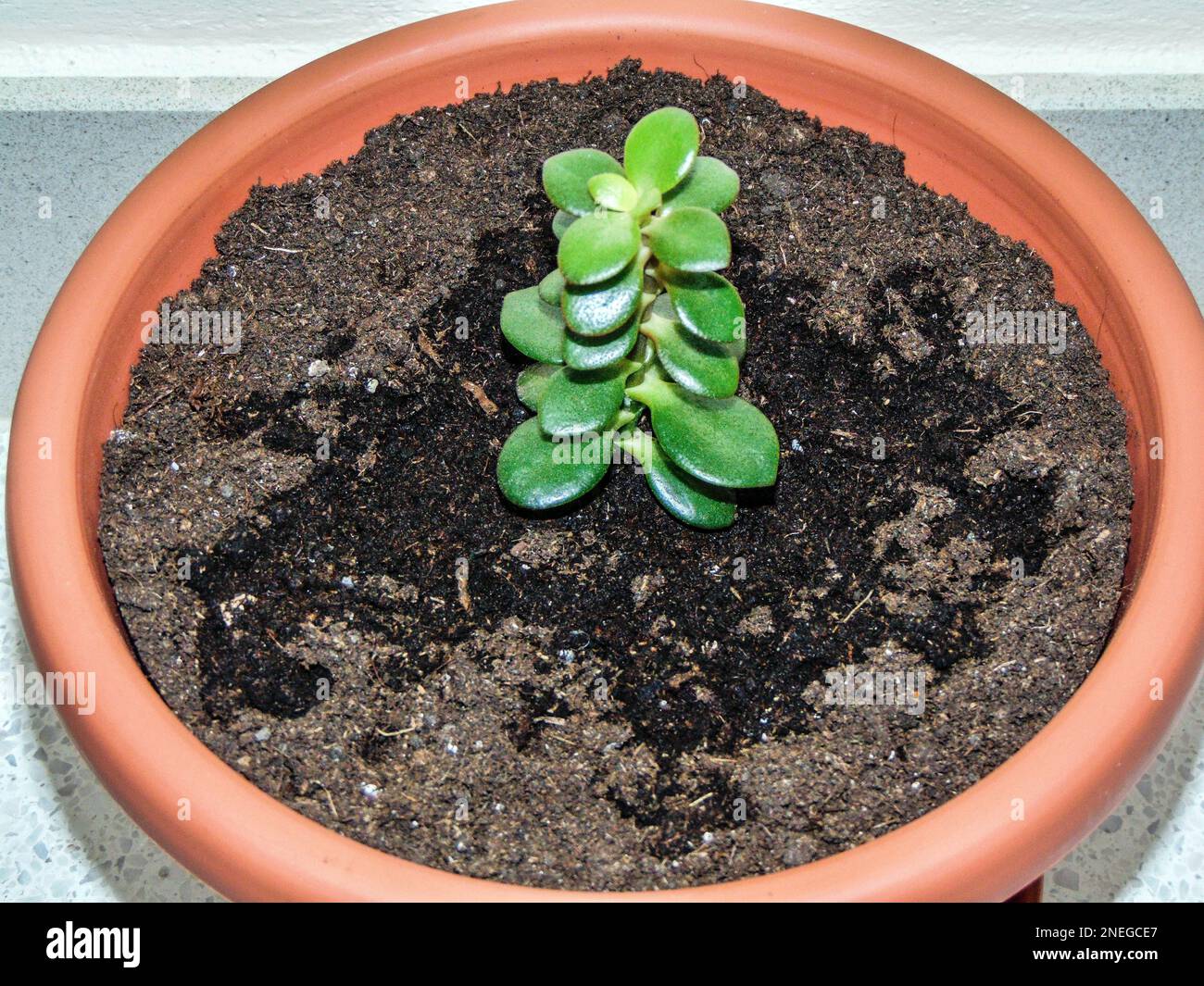Jade plant (Crassula ovata) plant in the pot Stock Photo - Alamy