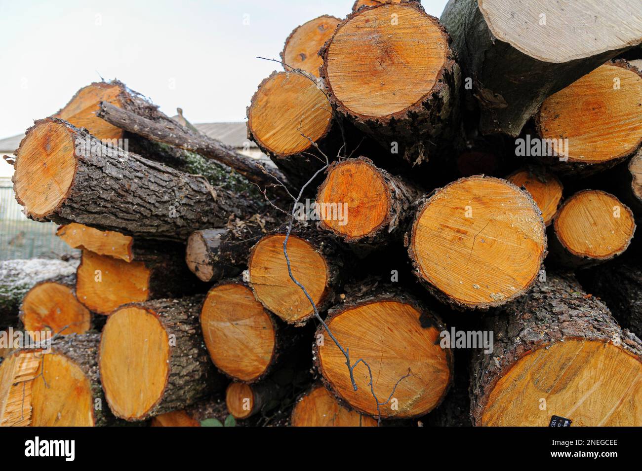 Lviv, Ukraine 16 february 2023. Logs of uncut wood is seen. People ...