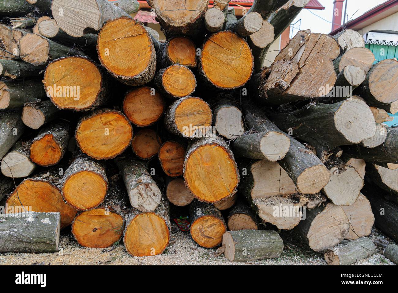Lviv, Ukraine 16 february 2023. Logs of uncut wood is seen. People ...