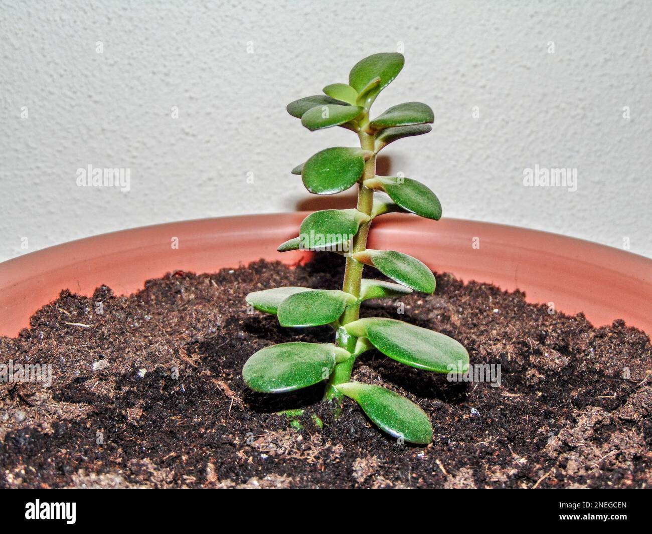 Jade plant (Crassula ovata) plant in the pot Stock Photo - Alamy