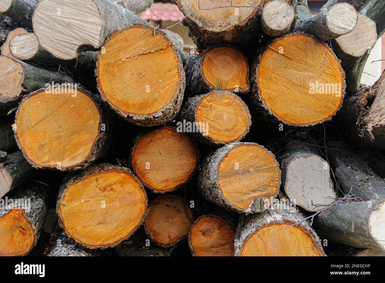 Lviv, Ukraine 16 february 2023. Logs of uncut wood is seen. People ...
